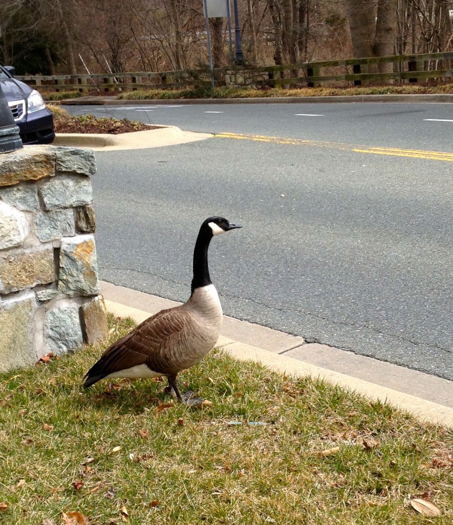 Geese Crossing (Photos) | Montgomery Community Media