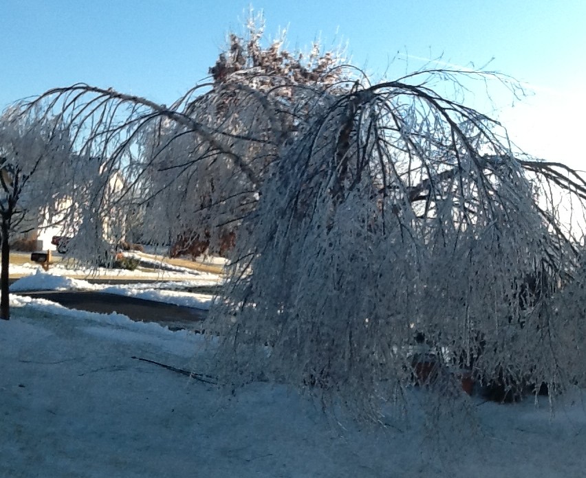 bent tree | Montgomery Community Media