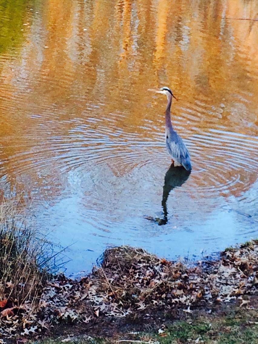 Signs of Spring (PHOTOS) | Montgomery Community Media