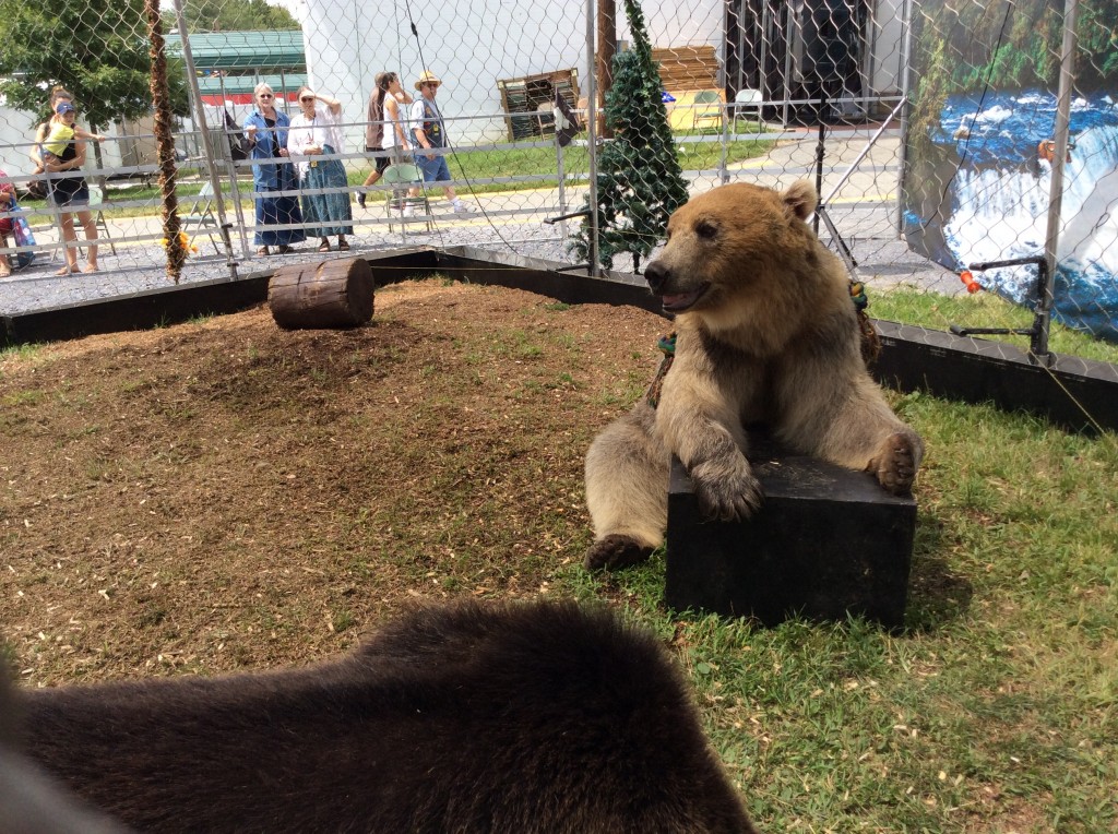 fair bears | Montgomery Community Media