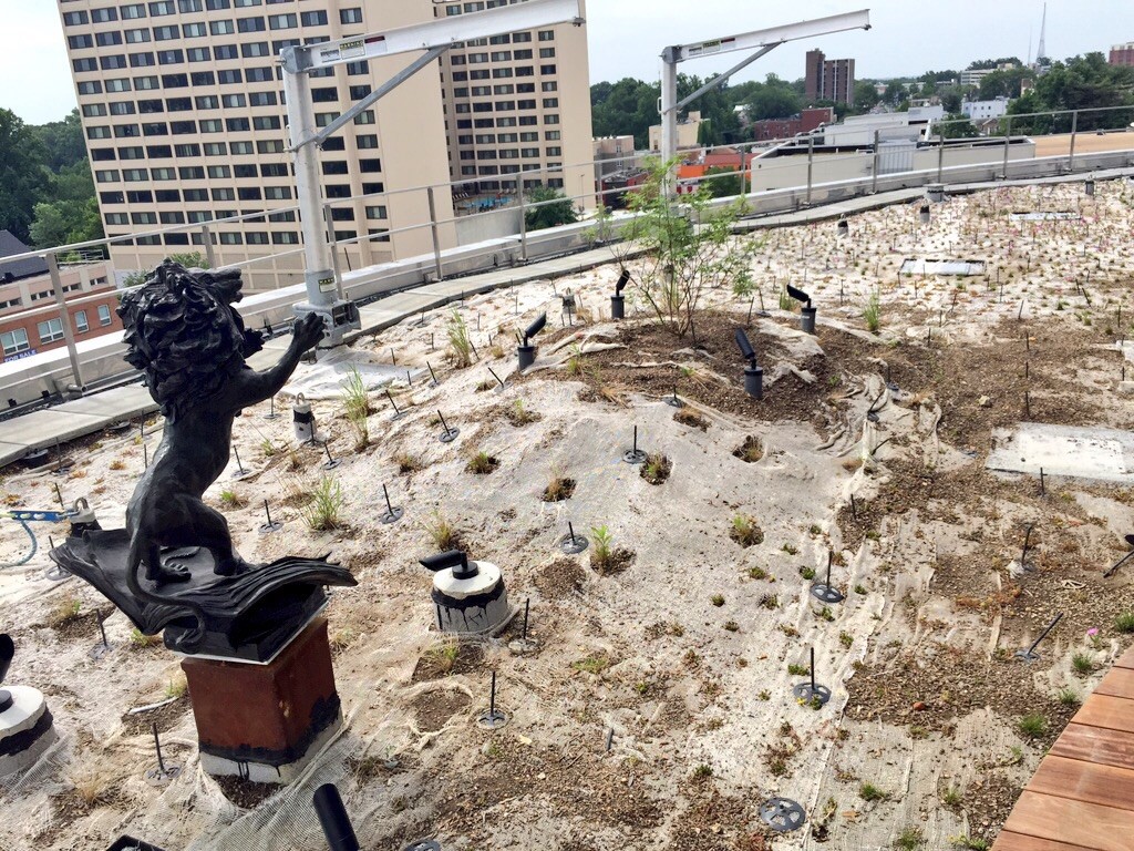 Full House at the Opening of the New Silver Spring Library (PHOTOS ...