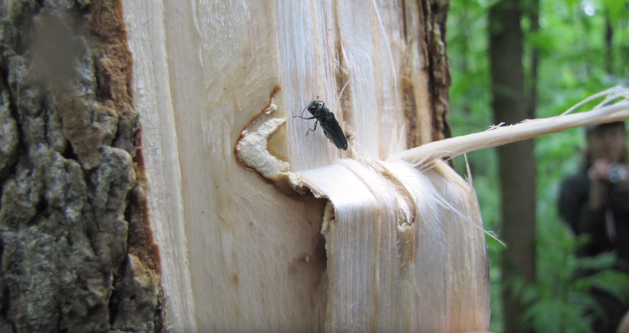 tree with emerald ash borer beetle | Montgomery Community Media