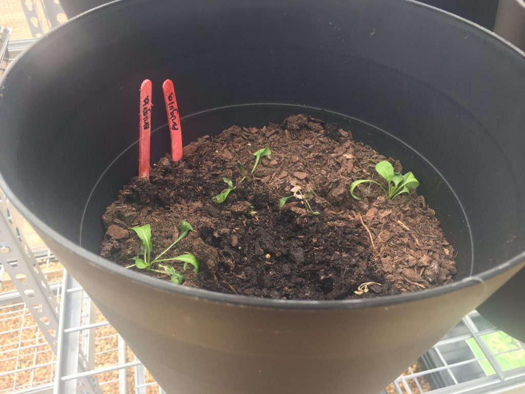 Boy Scout's Planting Stations Helps Teach Students About the ...