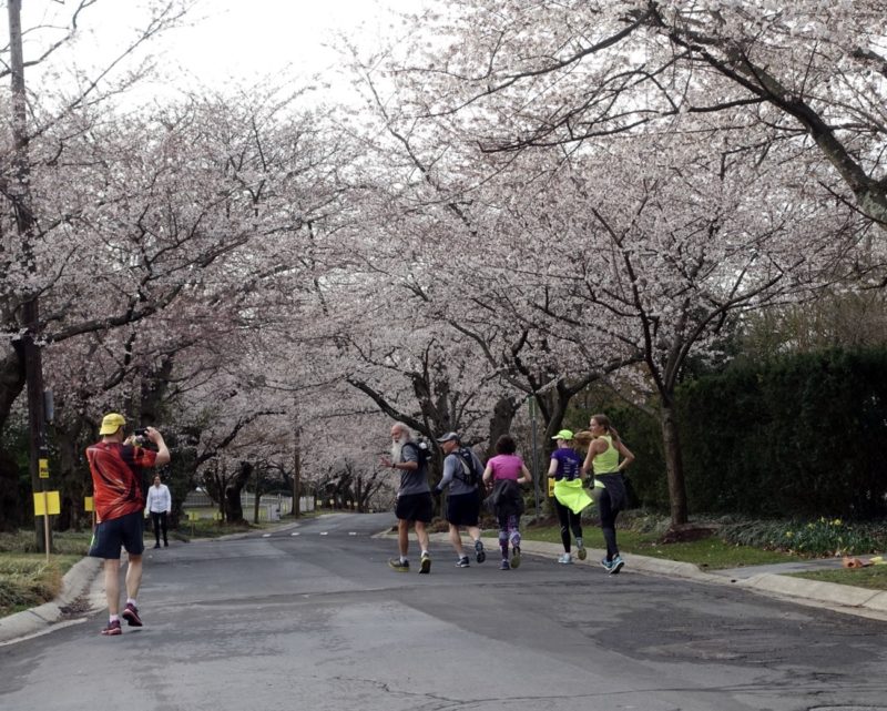 Cherry Trees Are Blooming in Kenwood (PHOTOS) | Montgomery Community Media