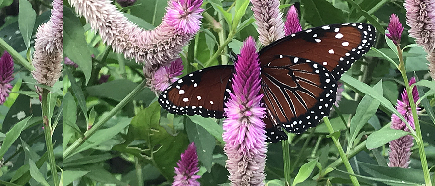 Butterfly Exhibit Now Open at Brookside Gardens for slider 885 x 380 ...