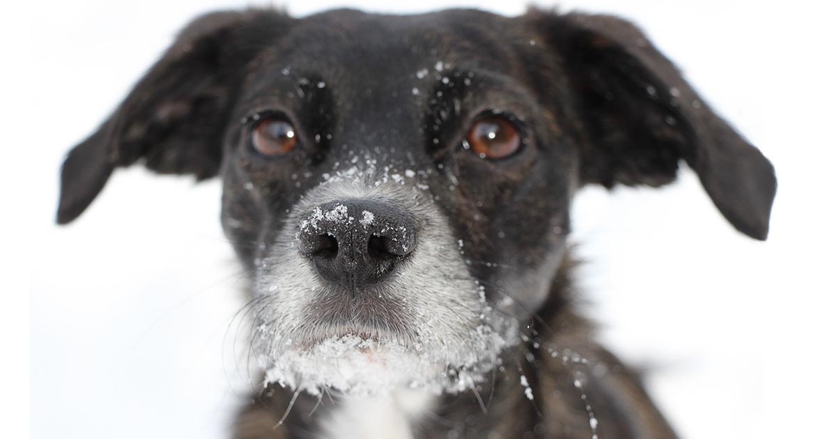 facebook image – dog with ice on his nose for icy weather snow weather ...