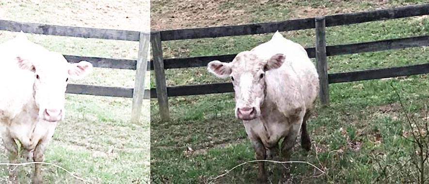Slider - Missing Cow | Montgomery Community Media