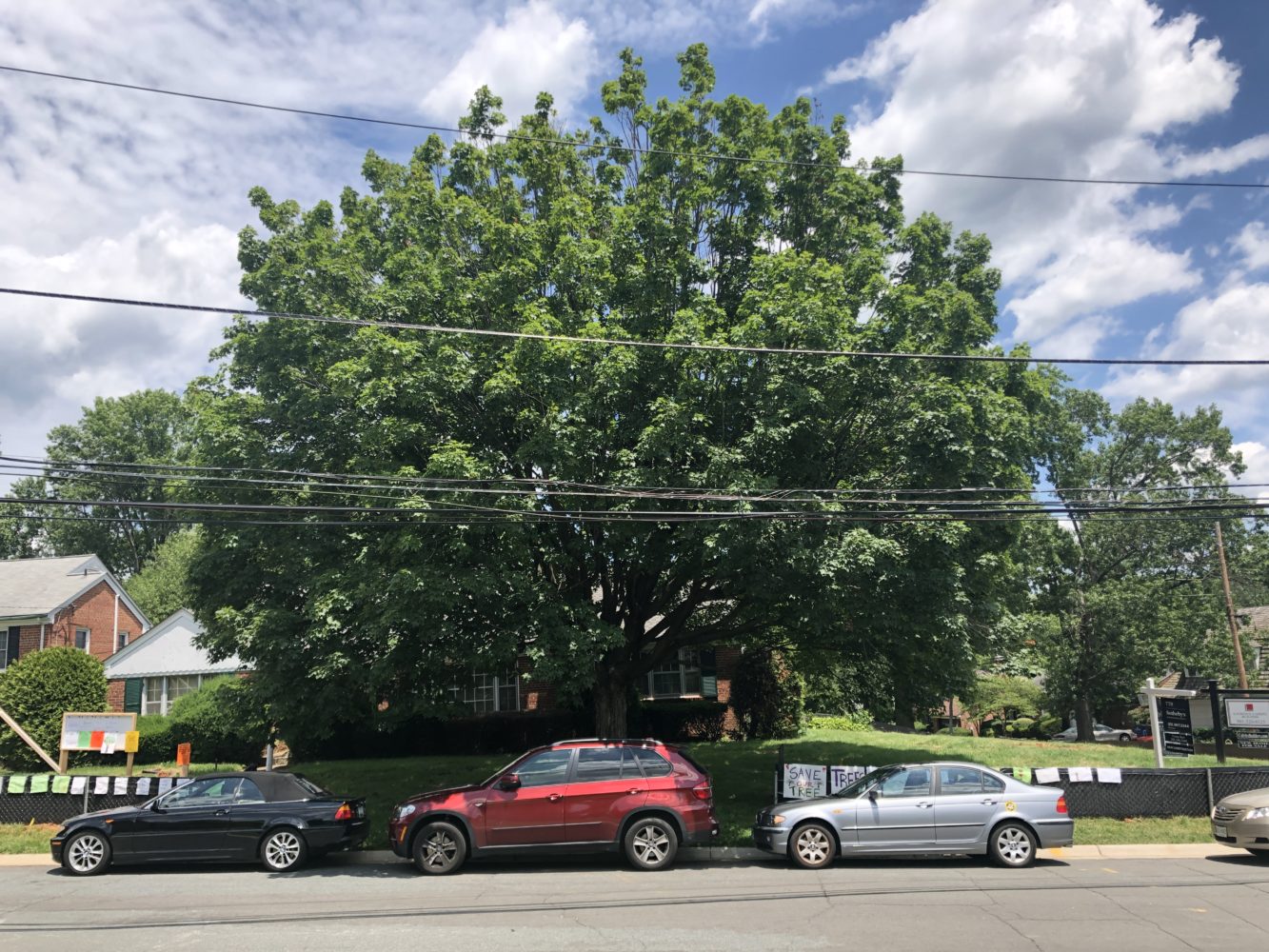 Children Start ‘Save the Tree’ Campaign for Popular Chevy Chase Maple ...