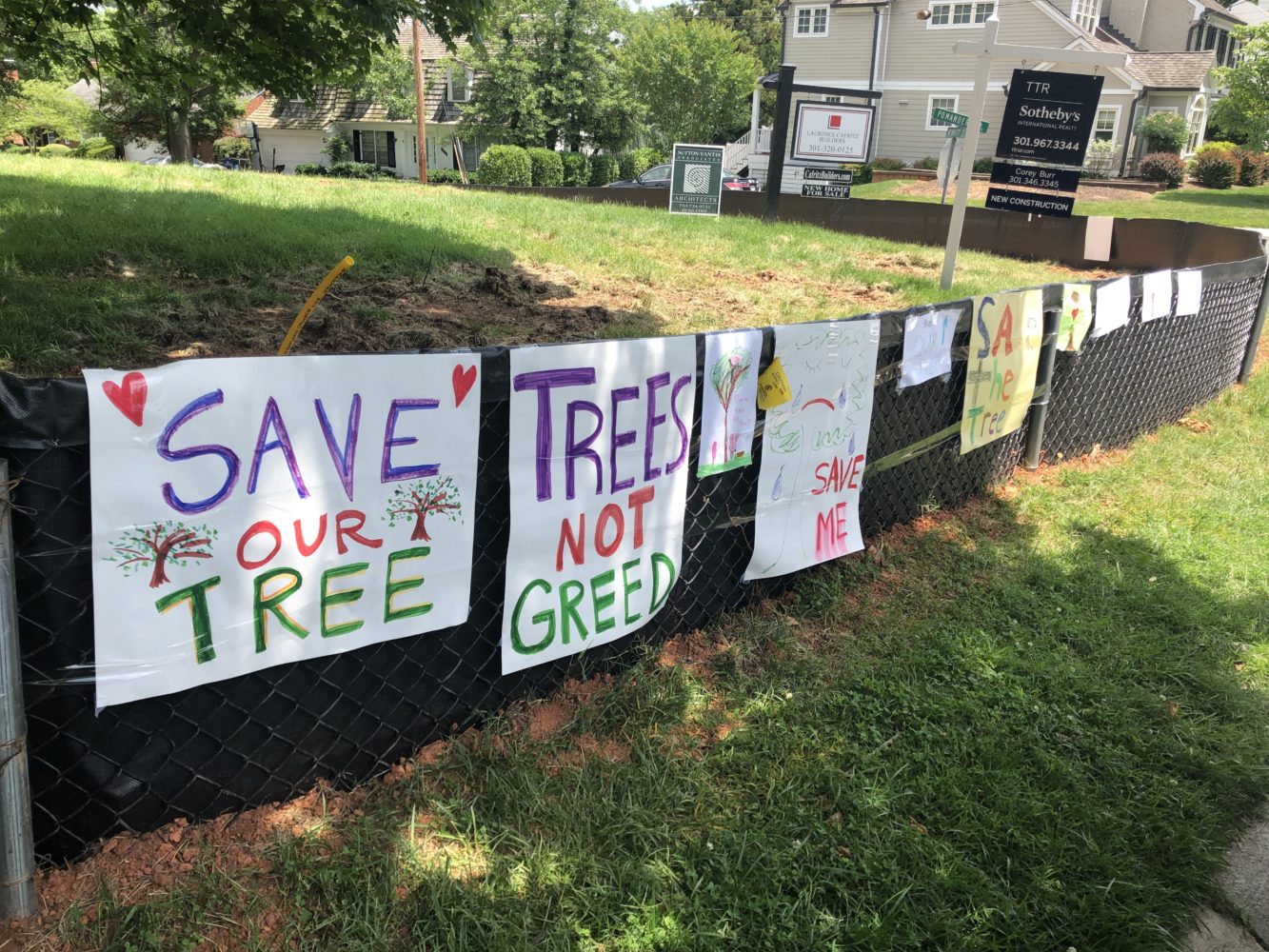 Chevy Chase Tree PicturesIMG_1008 | Montgomery Community Media