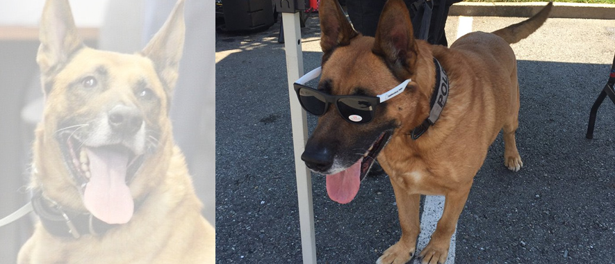 slider Max K9 Gaithersburg police department | Montgomery Community Media