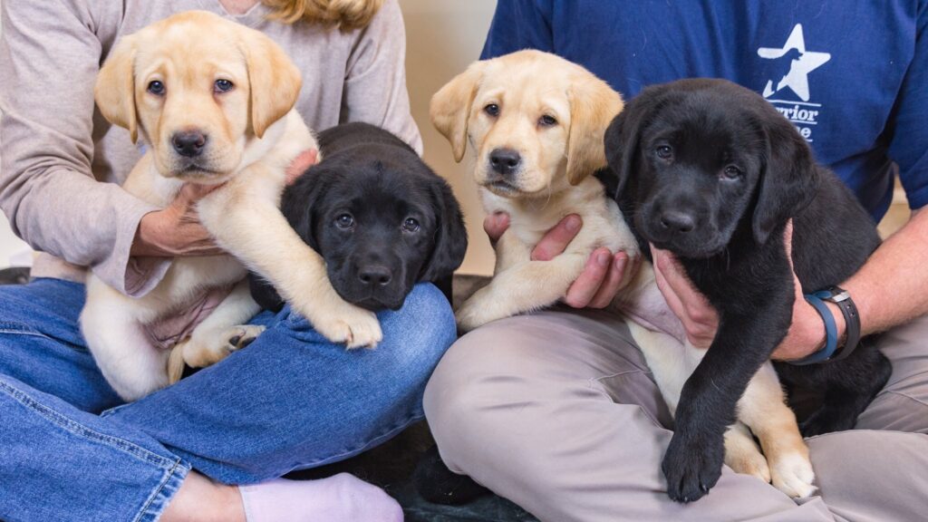 It’s National Puppy Day! Warrior Canine Connection Celebrates New ...