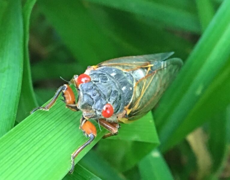 Cicadas: They're Loud, Gross and Harmless...and Coming to a Yard Near ...