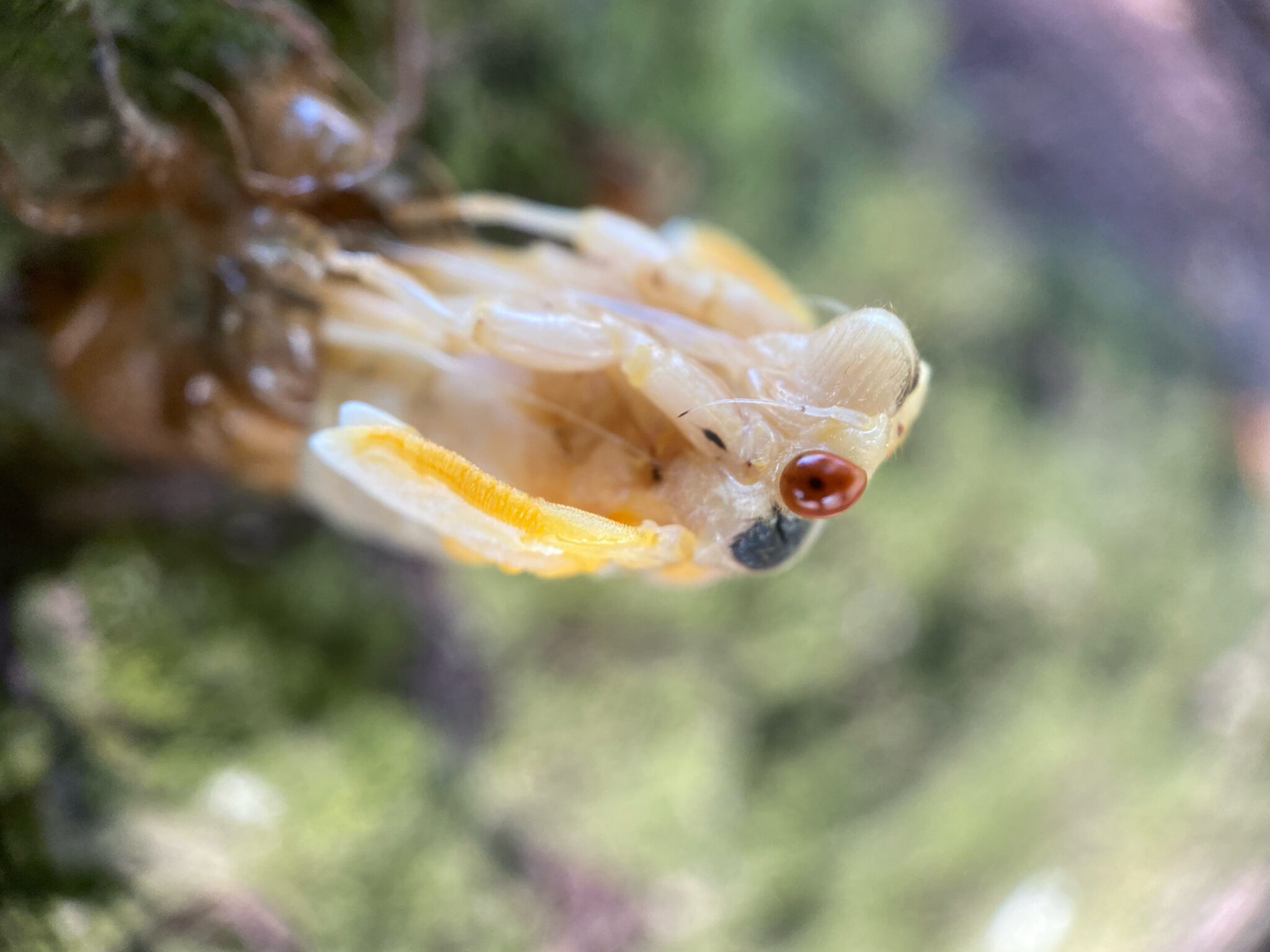 Photos: Cicada Emerging from Shell in Potomac | Montgomery Community Media