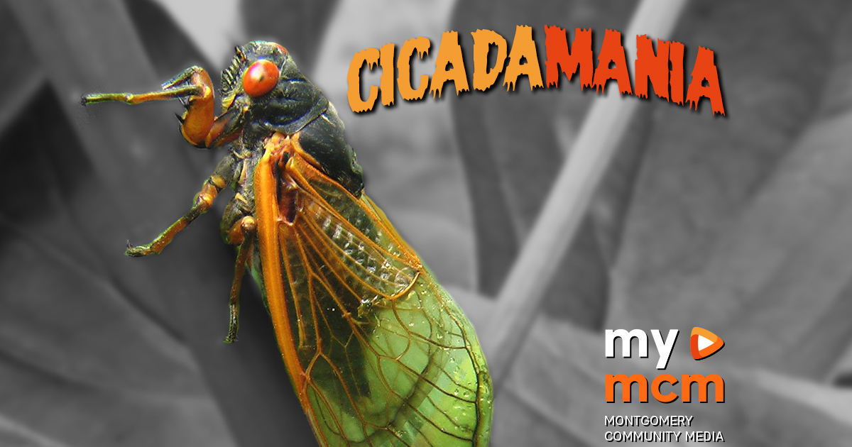 Cicada Mania in Montgomery County | Montgomery Community Media