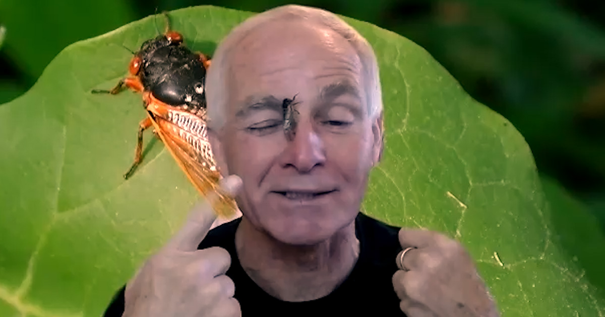 facebook - Dr. Michael J. Raupp cicada guy | Montgomery Community Media