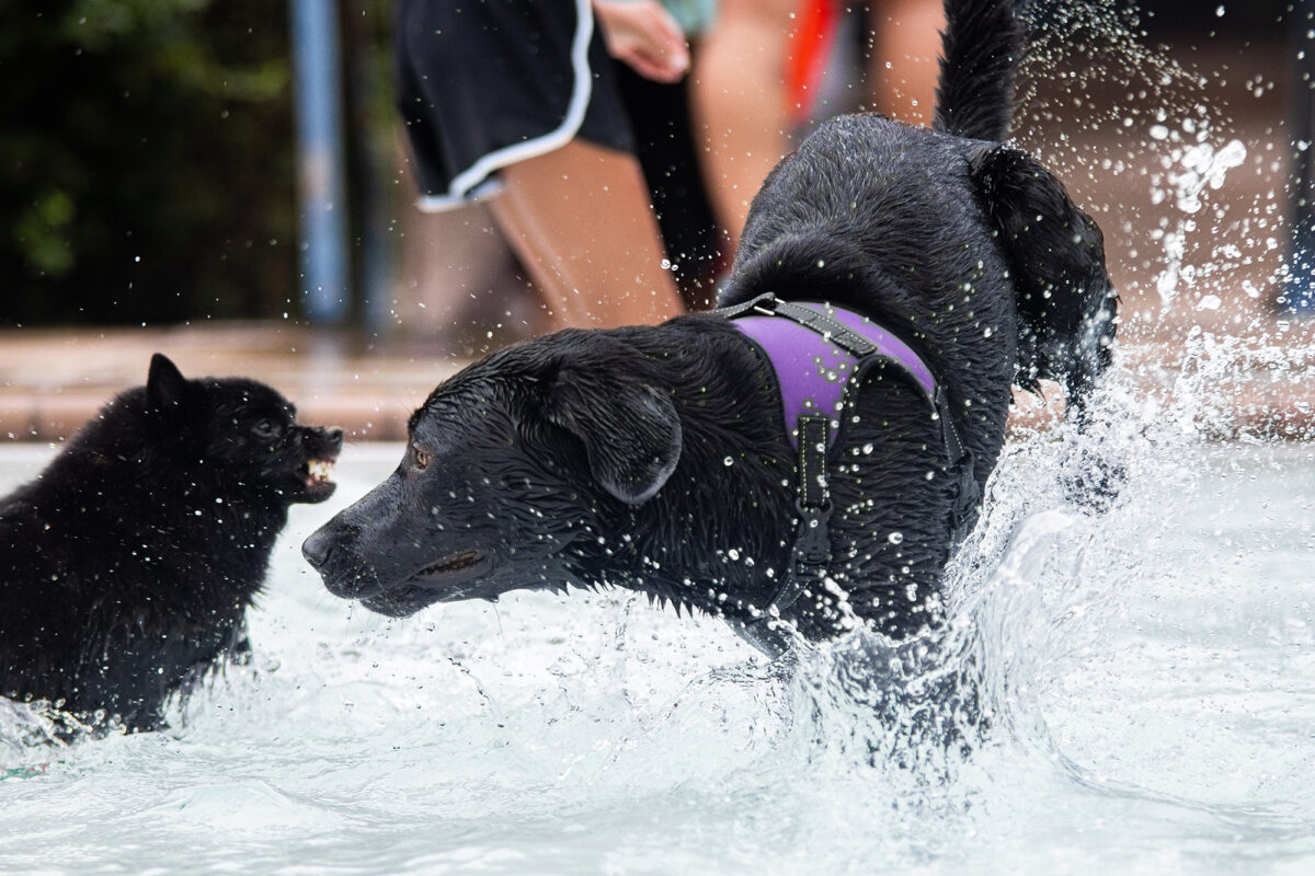 Photos: Pooch Pool Party at Upper County in Gaithersburg | Montgomery ...